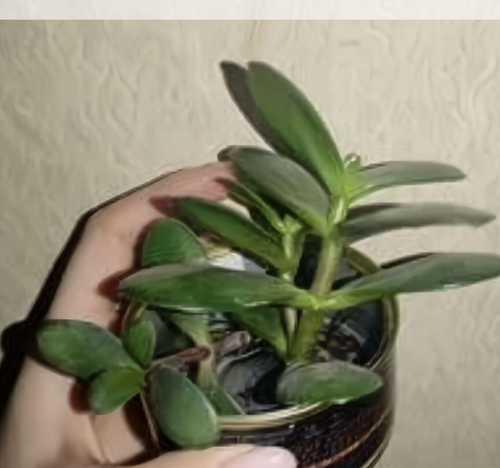 Цветок толстянка