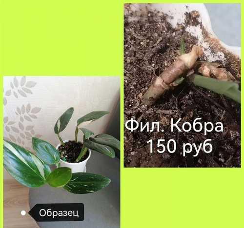 Филодендрон кобра