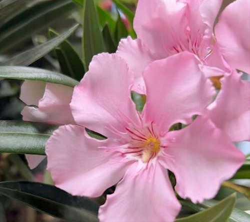 Олеандр розовый Nerium Oleander rose