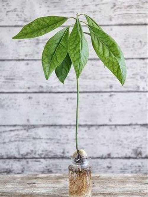 Авокадо растение/дерево