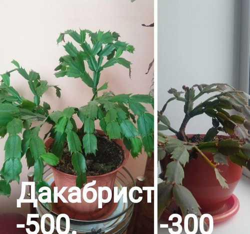 Цветы домашние в горшках