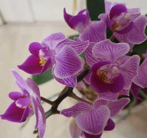 Орхидея фаленопсис домашние цветущие