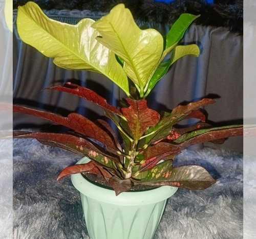 Кодиеум кротон экселент