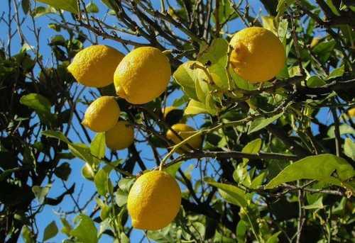 Саженцы лимонов оптом по всей России