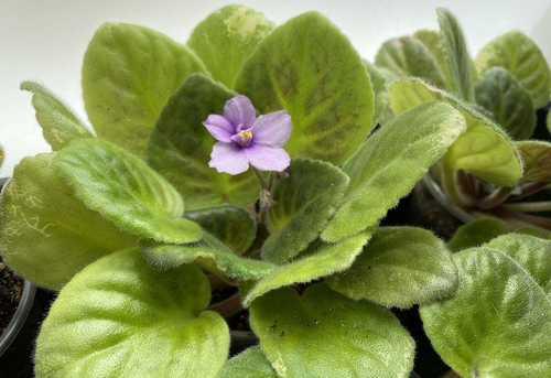 Фиалка-мини