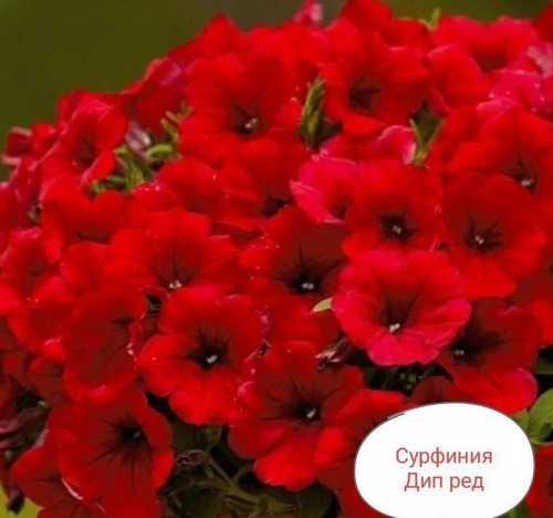 Петуния Дип Ред