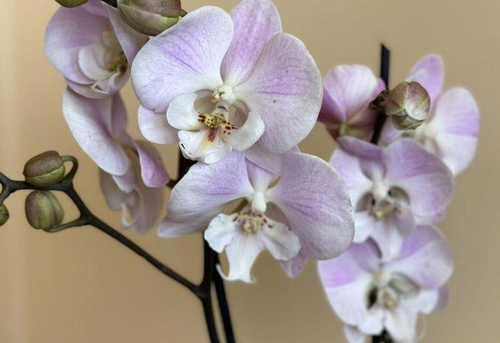 Орхидея фаленопсис, 2 цв, цветущая