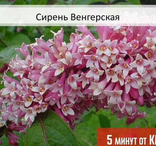 Сирень венгерская