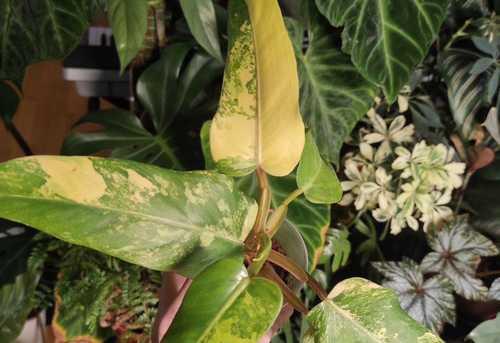 Филодендрон доместикум Сиам Санрайз