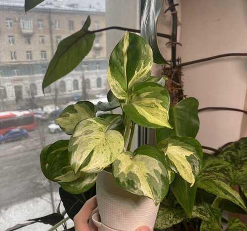 Эпипремнум хэппи лиф/ марбл эппл
