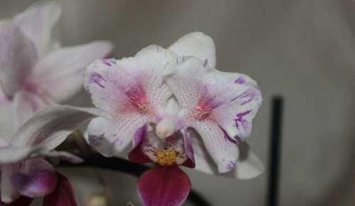 Орхидея бабочка Мамбо
