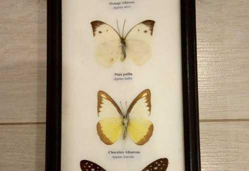 Гербарий картина бабочки