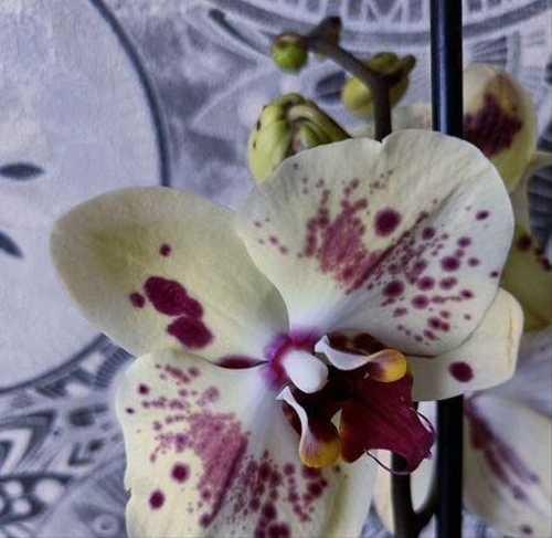 Орхидея экзотик пунш цветущая, два цветоноса