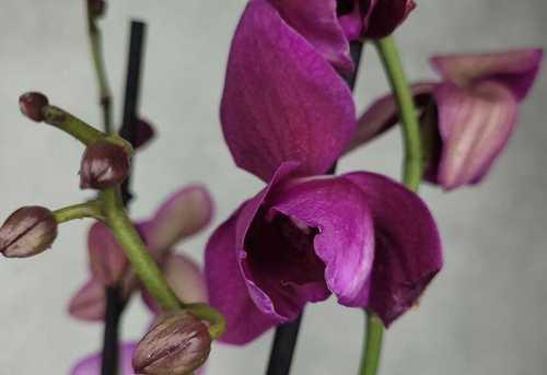 Орхидея вивальди пелор не цветёт