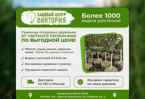 Саженцы плодовых растений