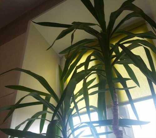 Пальма юкка комнатные растения