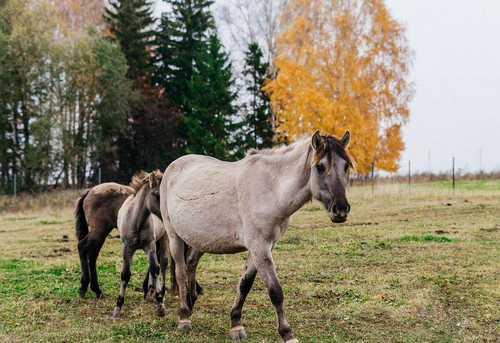 Конский навоз Усть-Качка, Красный восход, Луговая