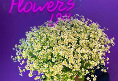 Ромашки цветы букеты Flowers124