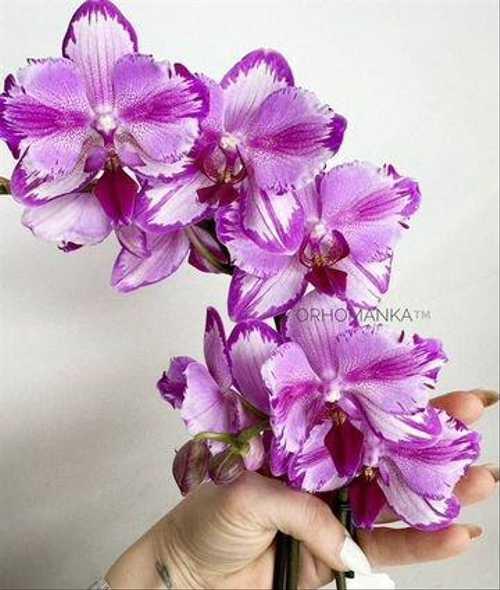 Орхидея фаленопсис Тоши