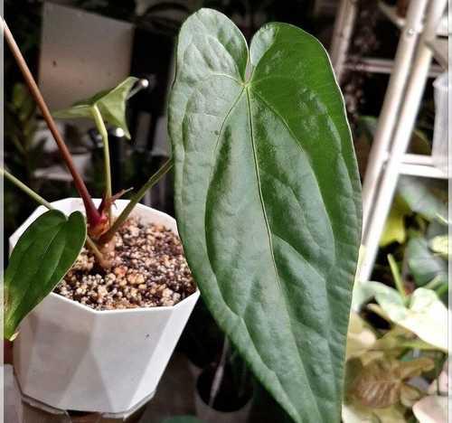 Anthurium magnificum x nigrolaminum gigi