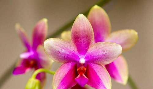 Орхидея фаленопсис подросток лиодоро