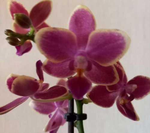 Орхидея фаленопсис Сого Готрис