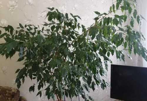 Фикус бенджамина большой
