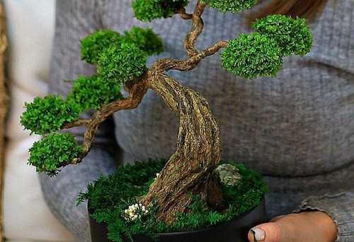 Дерево бонсай натуральное