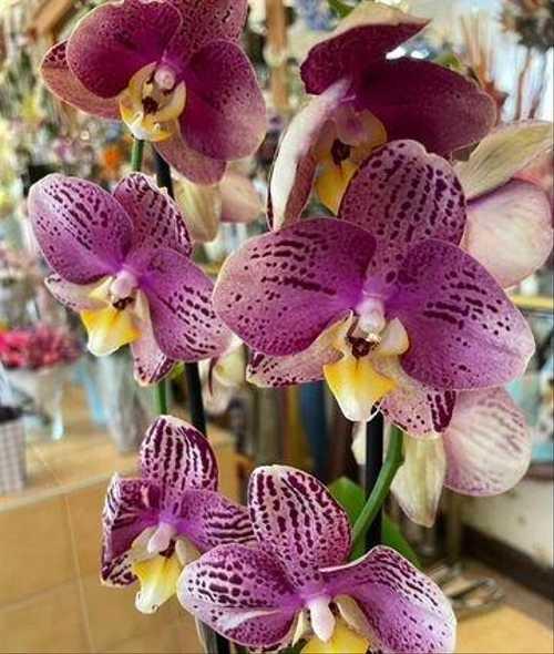 Орхидея фаленопсис пиниф 2 st