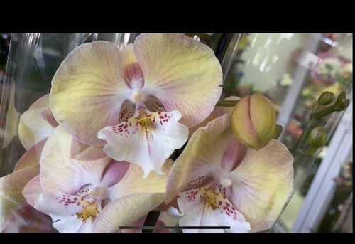 Орхидея фаленопсис Биг лип Единорог Yuki Fan