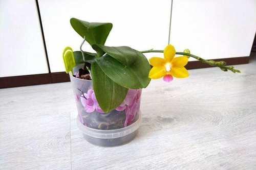 Орхидея фаленопсис happy fang sir