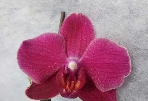 Орхидея фаленопсис Рафи