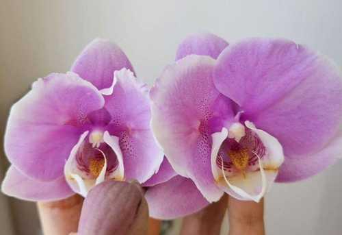 Орхидея 5035