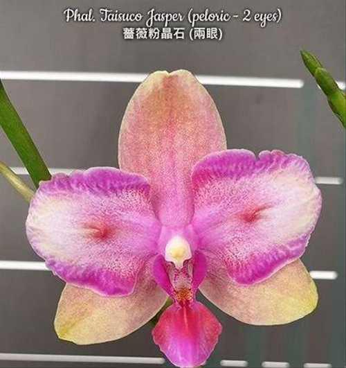 Азиатсие орхидея