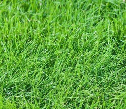 Семена газонных трав | Festima.Ru - Мониторинг объявлений