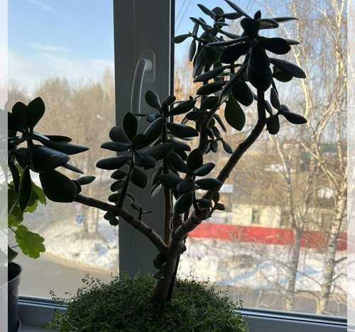 Цветок толстянка (денежное дерево)