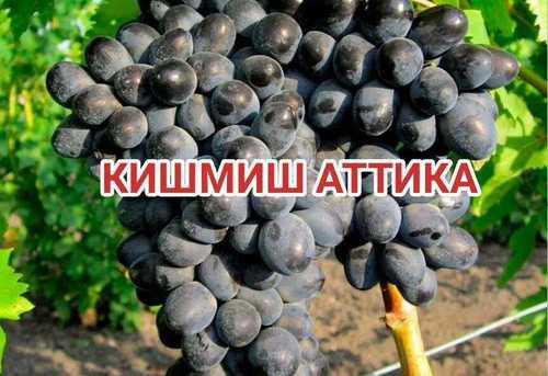 Саженцы винограда кишмиш Аттика