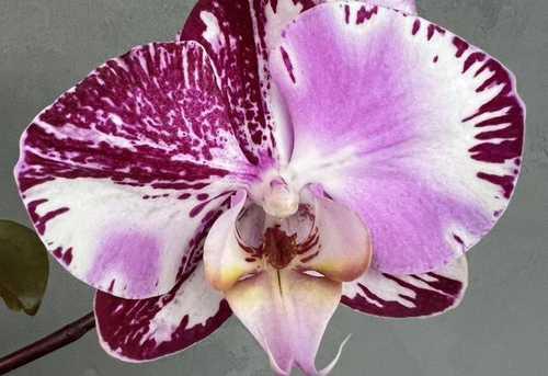 Орхидея фаленопсис Miki Chocolate 518