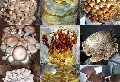 Культуры грибов