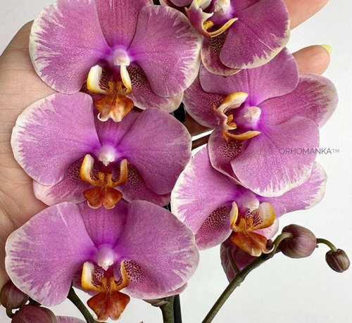 Орхидея фаленопсис Хани