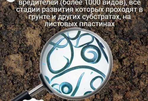 Хищная Нематода Штернернема Фелтия от вредителей
