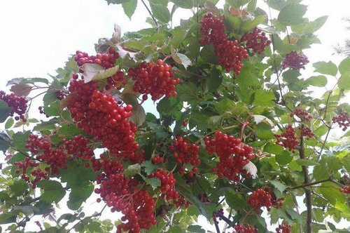 Калина обыкновенная Красная гроздь С7,5 60-80 см