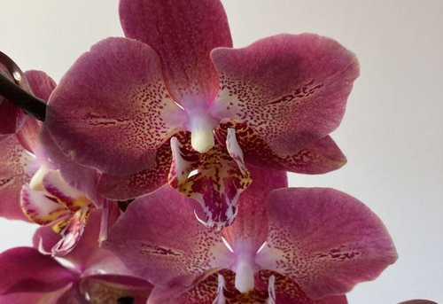 Орхидея Dragon Heart цветущая