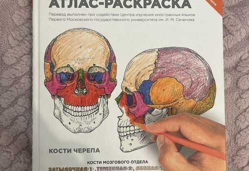 Анатомия человека: атлас-раскраска
