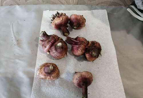 Гладиолусы луковицы, Лилии луковицы