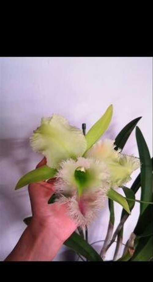 Rlc. Golf Green 'Hair Pig'