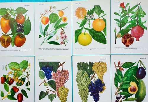Ботаническиие иллюстрации фрукты, овощи, растения
