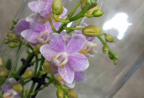 Фаленопсис Замбия орхидея