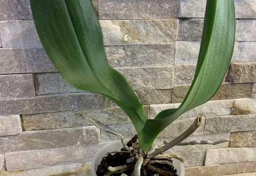 Орхиде фаленопсис обмен или продажа