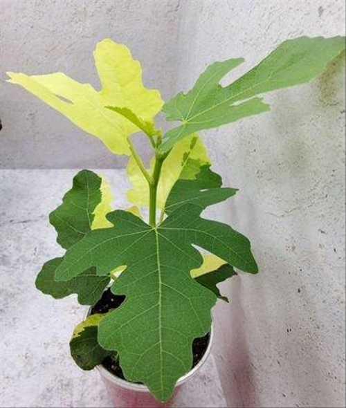 Ficus carika Jolly Tiger variegata